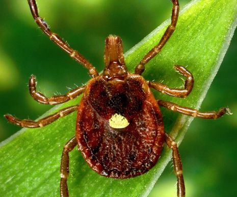 Protocol mușcătură de căpușe | Spitalul Orășenesc Bicaz